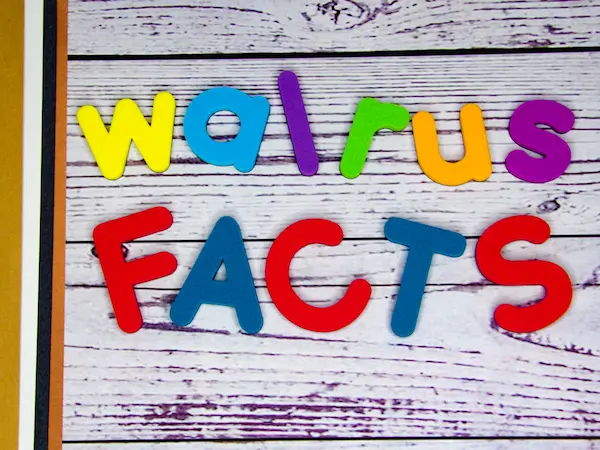 Walrus Craft DIY- Mollers Makes It